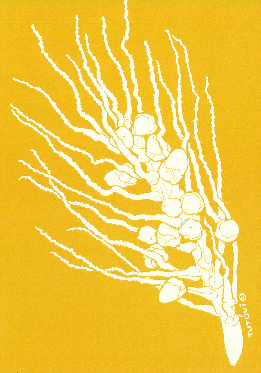 Tutuvi Coconut Note Card 5" x 7" – Nā Mea Hawaiʻi