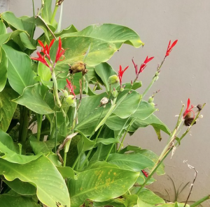 Hawaii Island Seed Company – Hawaiian Council dba Nā Mea Hawaiʻi
