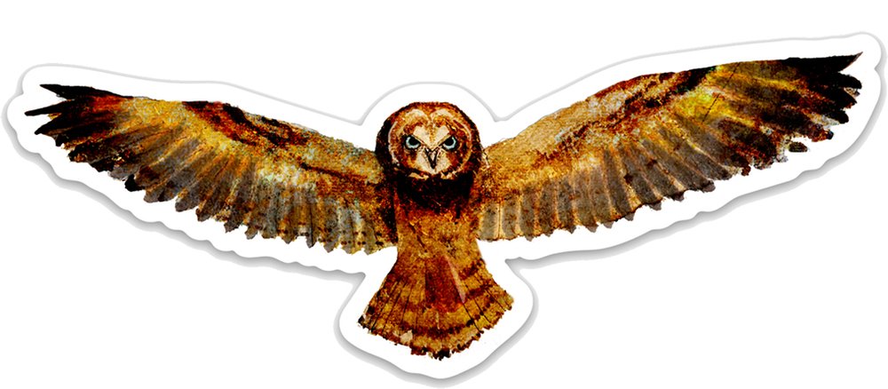 Pueo (Great Owl) Sticker – Nā Mea Hawaiʻi